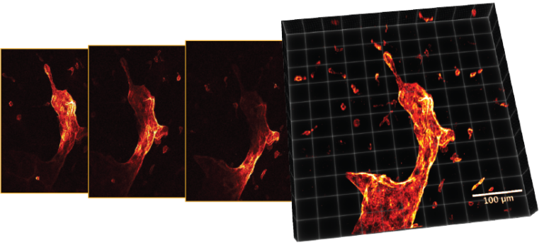 ViewnVivo - Optical Sectioning (Z-stack) Sample - Scintica Instrumentation