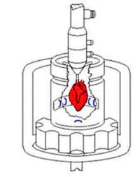Isolated Heart | Heart Perfusion | Langendorff Examination