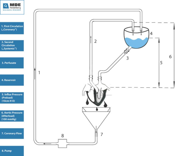Isolated Heart | Heart Perfusion | Langendorff Examination