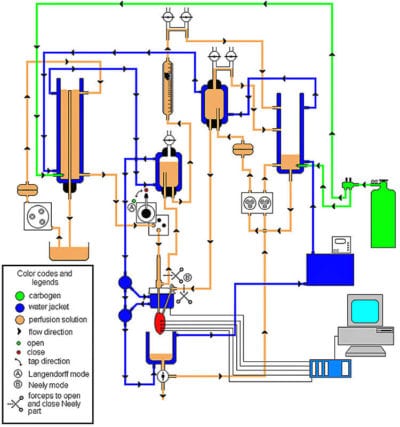 Isolated Heart | Heart Perfusion | Langendorff Examination