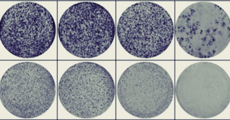 Counting Highly Dense Colonies