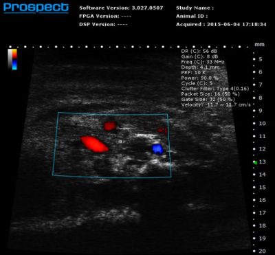 Mouse abdominal vasculature Color - Scintica