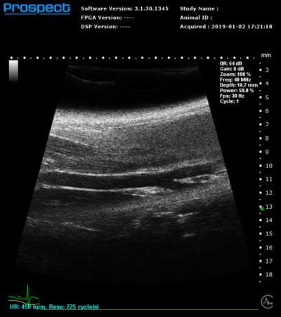 High Frequency Ultrasound | Animal Ultrasound | Preclinical