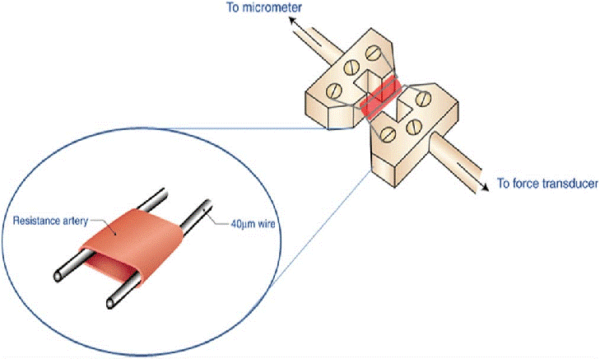 A versatile tool for 𝘪𝘯 𝘷𝘪𝘵𝘳𝘰 vascular research