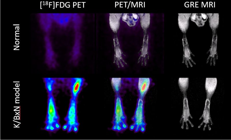 SimPET - arthritis - Scintica