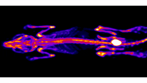 PET Mouse Whole Body - Scintica