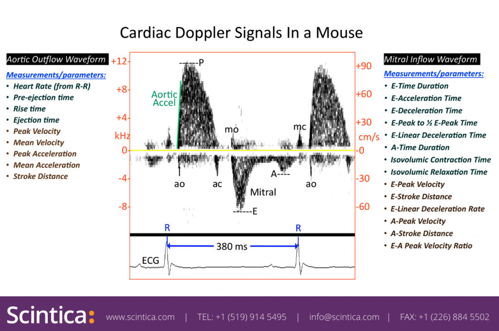 Cardiac Signals in a Mouse - Scintica