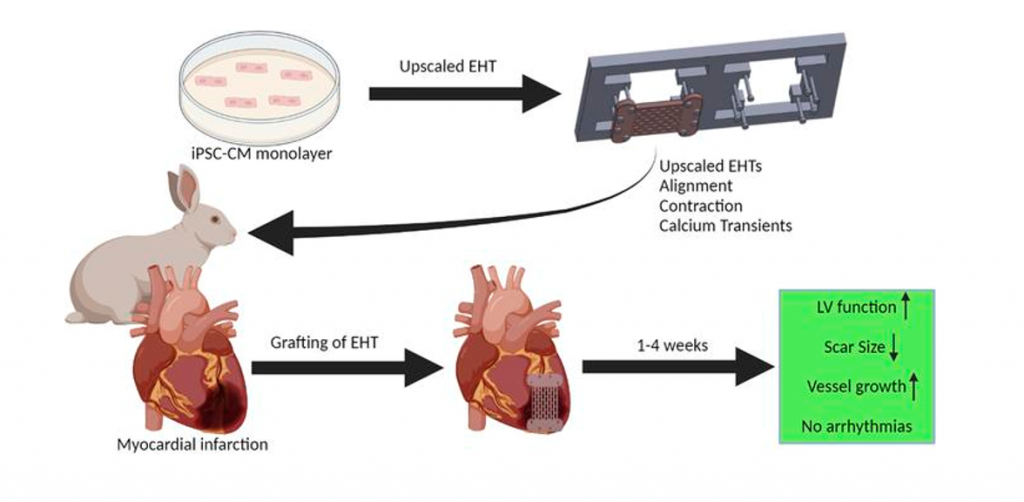 In vivo grafting of large, engineered heart tissue patches for cardiac ...