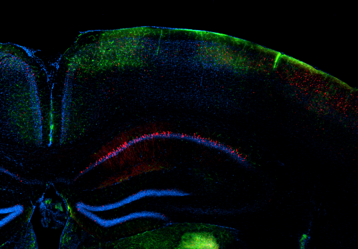 Preclinical Multimodal Imaging - Scintica