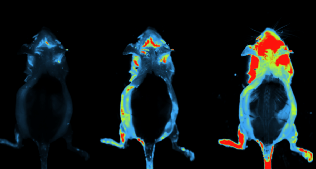 Introduction to Multimodal Imaging - Scintica
