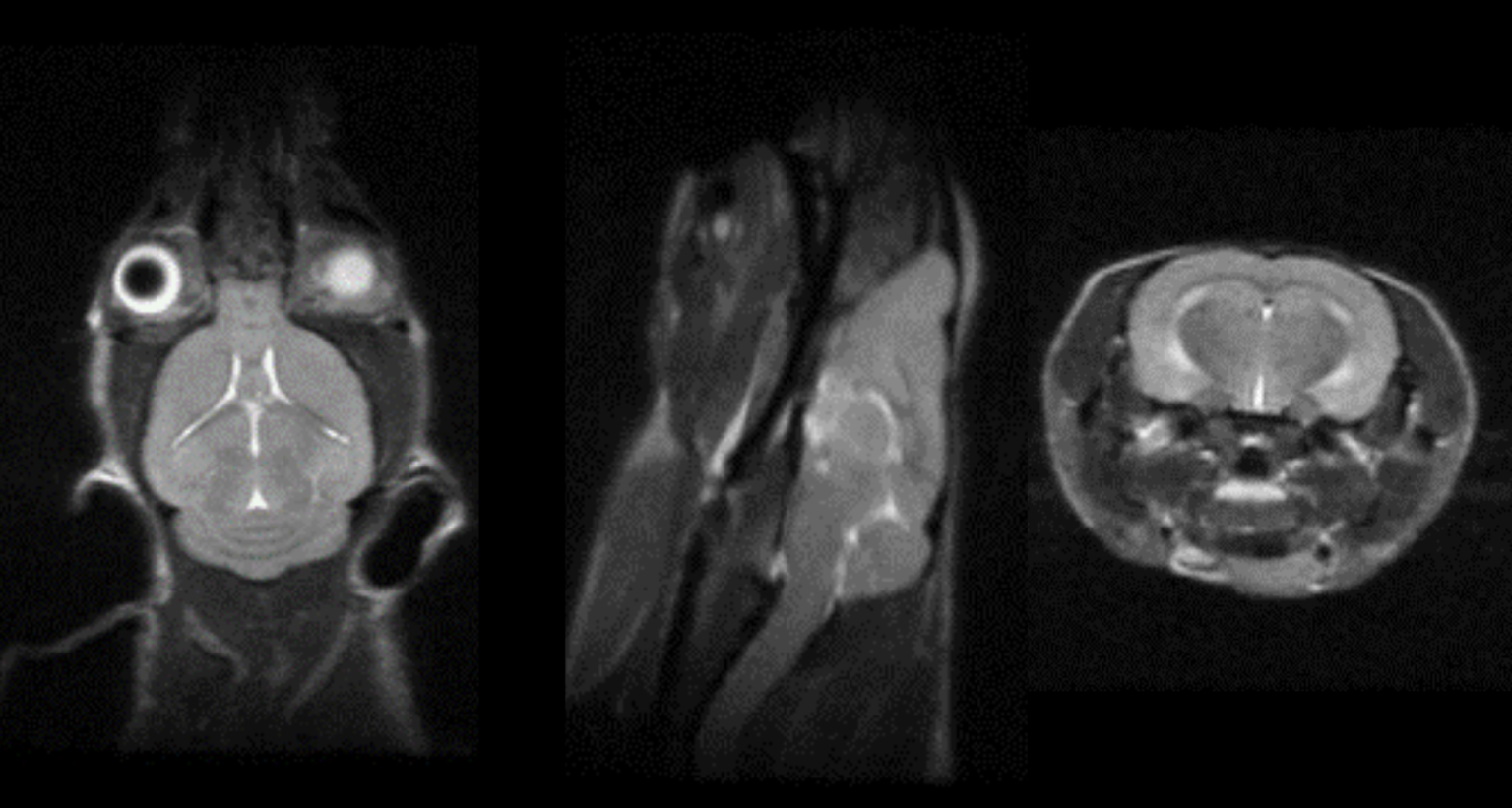Introduction to Multimodal Imaging - Scintica