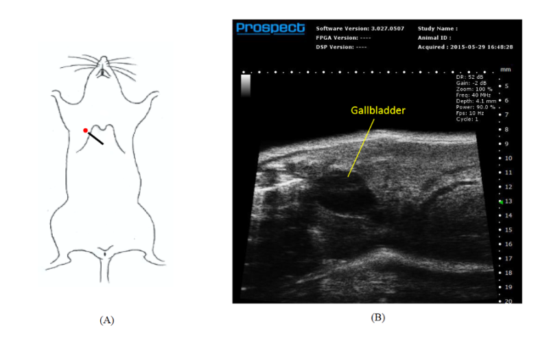 The Mouse Abdominal Imaging Guide