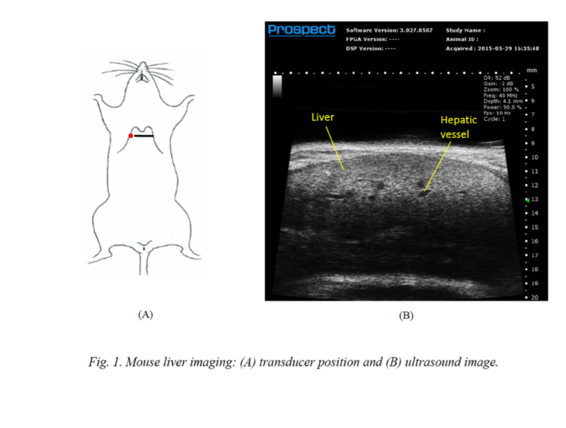 The Mouse Abdominal Imaging Guide
