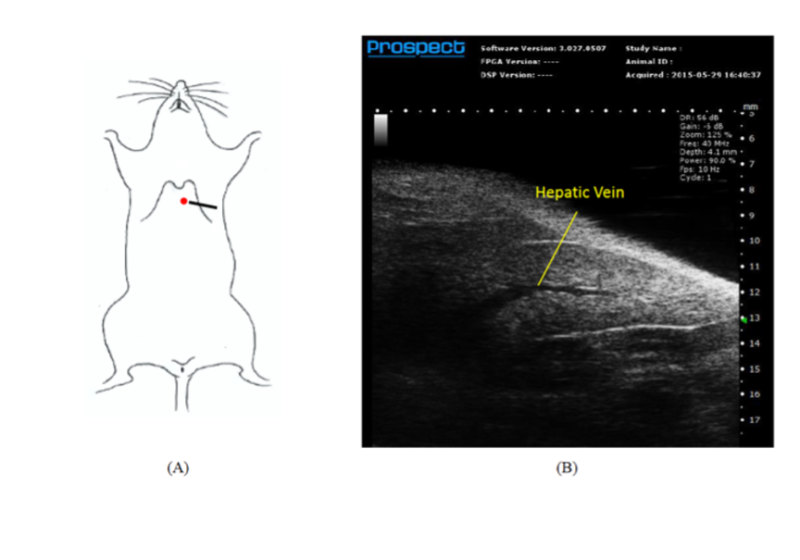 The Mouse Abdominal Imaging Guide