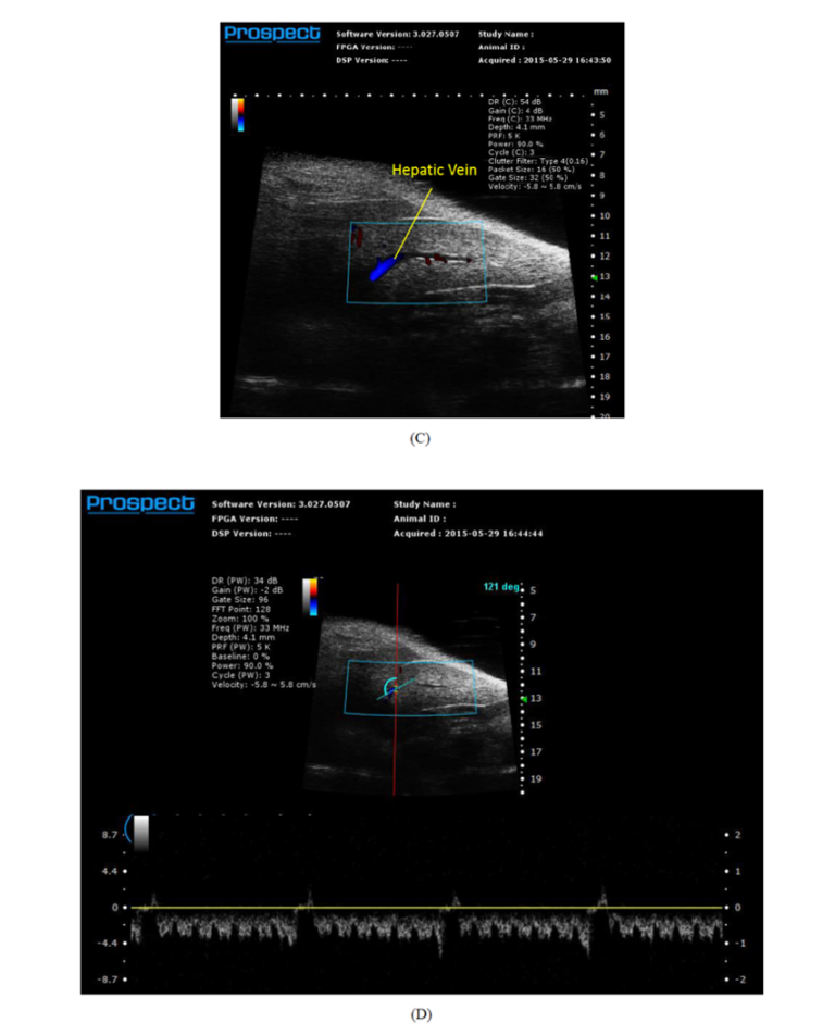 The Mouse Abdominal Imaging Guide