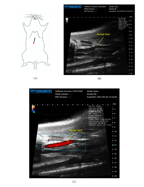 The Mouse Abdominal Imaging Guide
