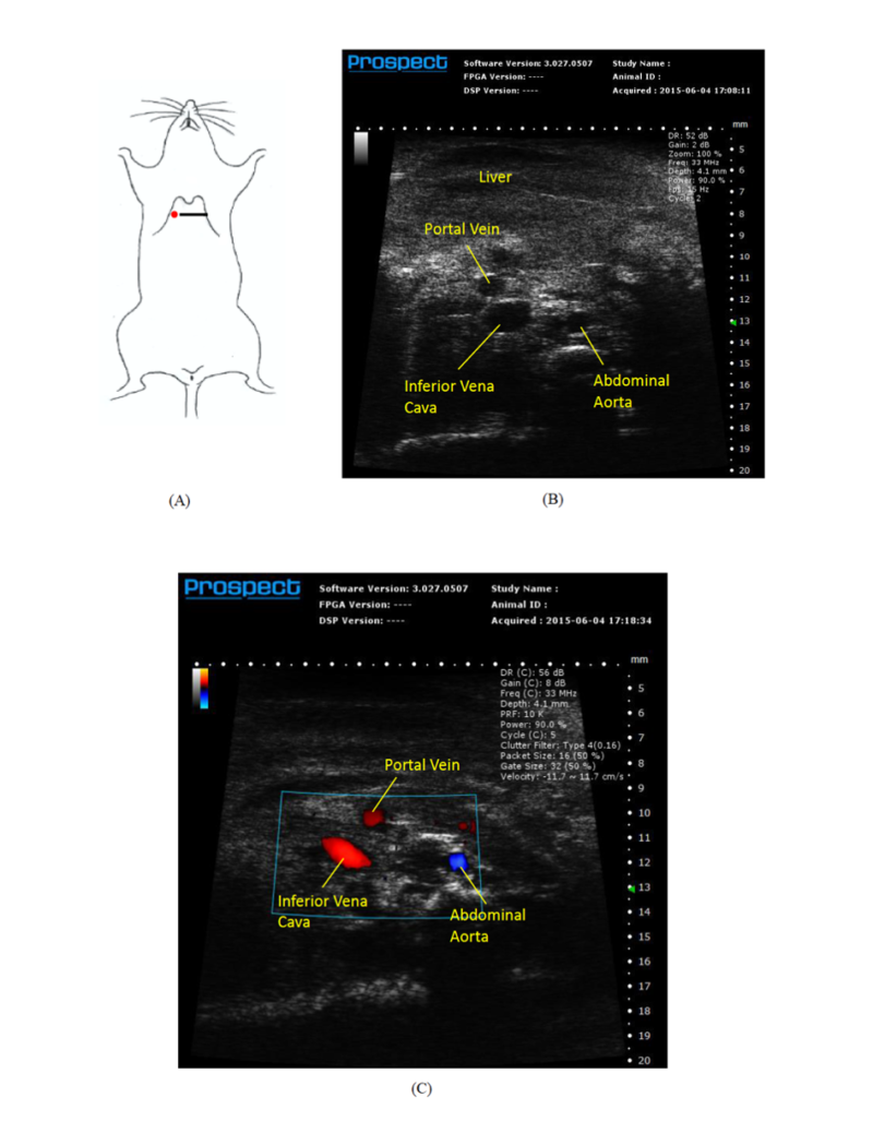 The Mouse Abdominal Imaging Guide