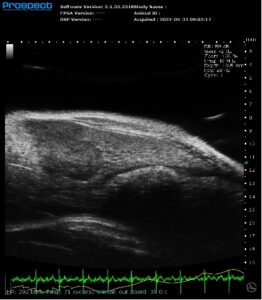 High Frequency Ultrasound | Animal Ultrasound | Preclinical