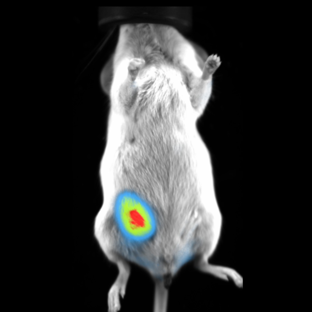 BLI Imaging of Orthotopic Mammary Fat Pad Tumor in Mouse - Scintica