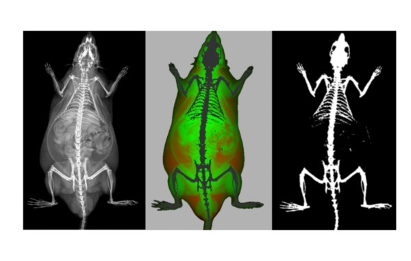 DEXA Modalities - Scintica