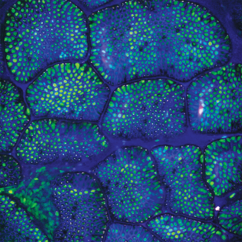 Intravital Microscopy | Confocal Microscopy | Live Animal Imaging
