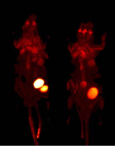 Multi-Animal mouse Imaging - Scintica