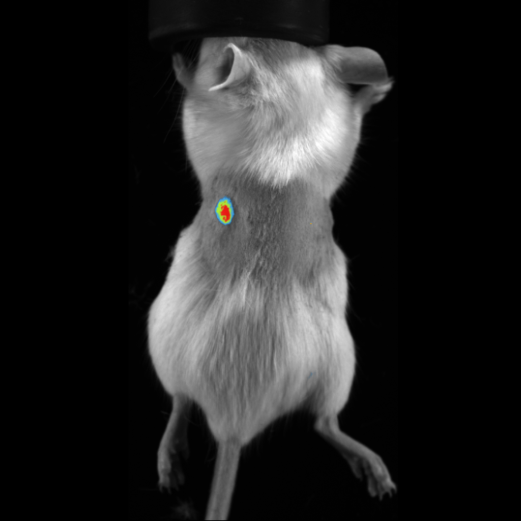 mCherry Fluorescence Imaging in Subcutaneous Tumor in Mouse - Scintica