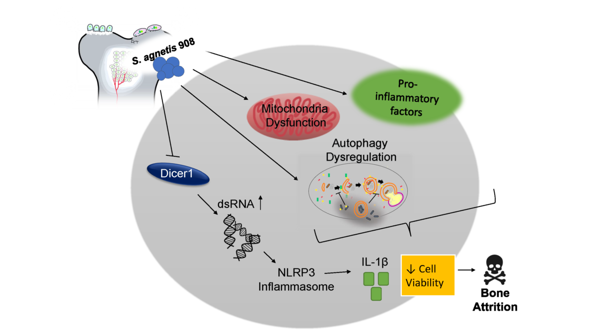 Ramser Webinar Diagram - Scintica