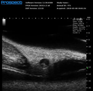 High Frequency Ultrasound | Animal Ultrasound | Preclinical