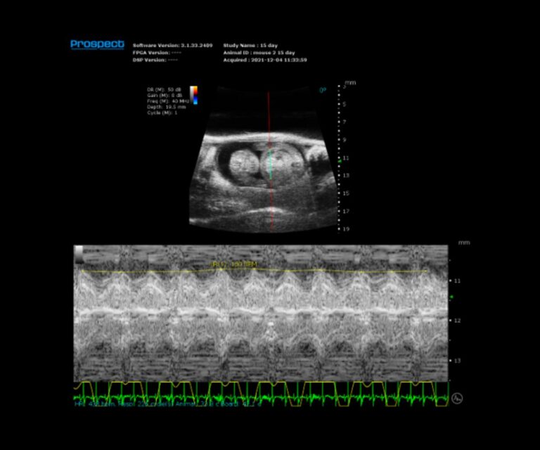 High Frequency Ultrasound | Animal Ultrasound | Preclinical