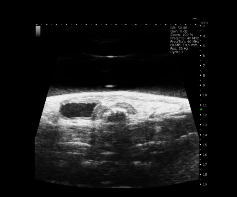High Frequency Ultrasound | Animal Ultrasound | Preclinical