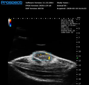 Power Doppler - Scintica