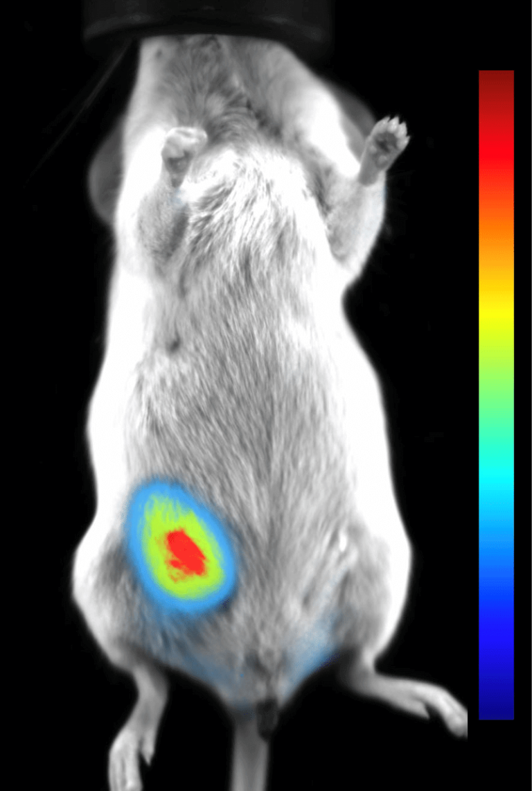 Modality: Ultrasound - Scintica