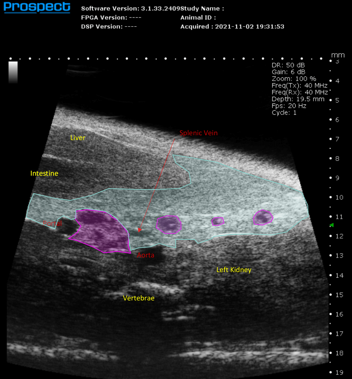 Modality: Ultrasound - Scintica