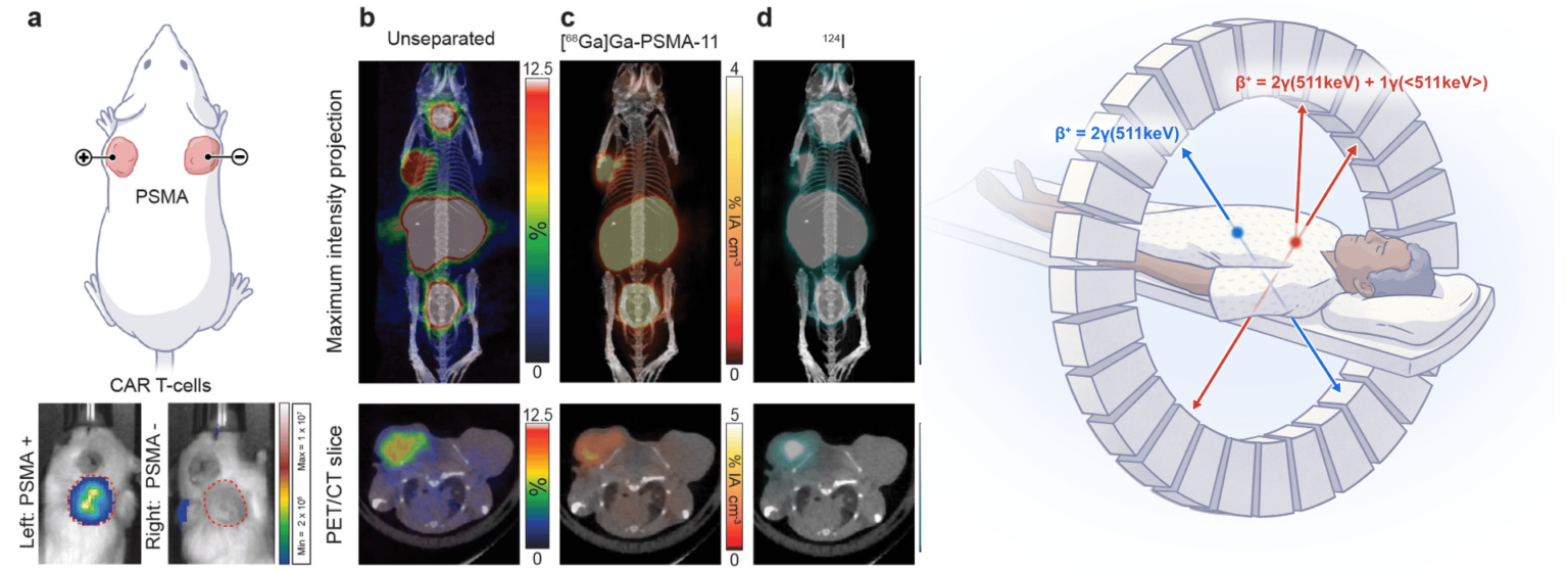 On Demand Seeing Double: Preclinical Multiplexed PET