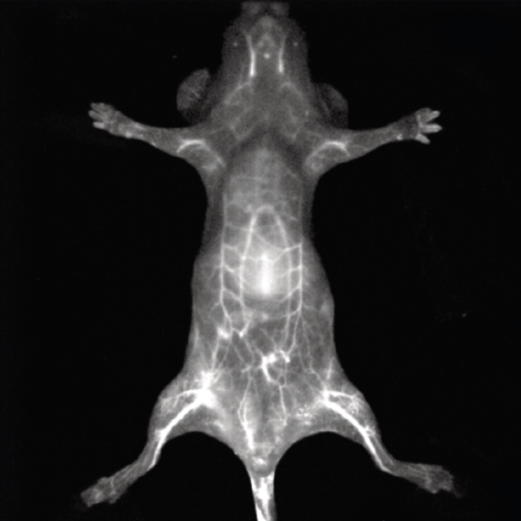 NIR & NIR-II | Optical imaging | Imaging Systems