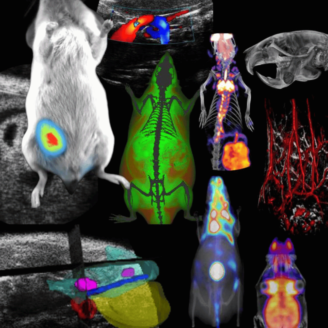 WMIC 2023 Workshop: Unveiling the Spectrum of Imaging Modalities in Preclinical Research