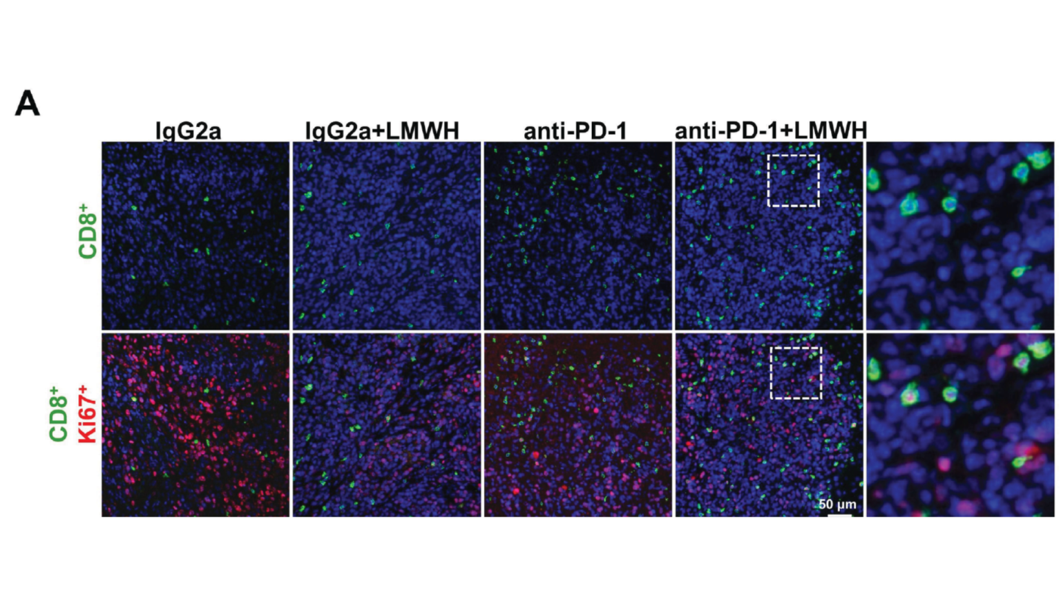 University of Greenwich - Biological Imaging at Medway with Scintica