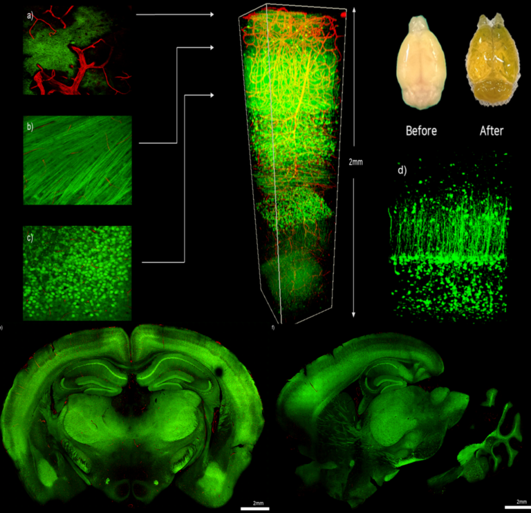 Leverage your research with IVIM Technology's advanced imaging ...