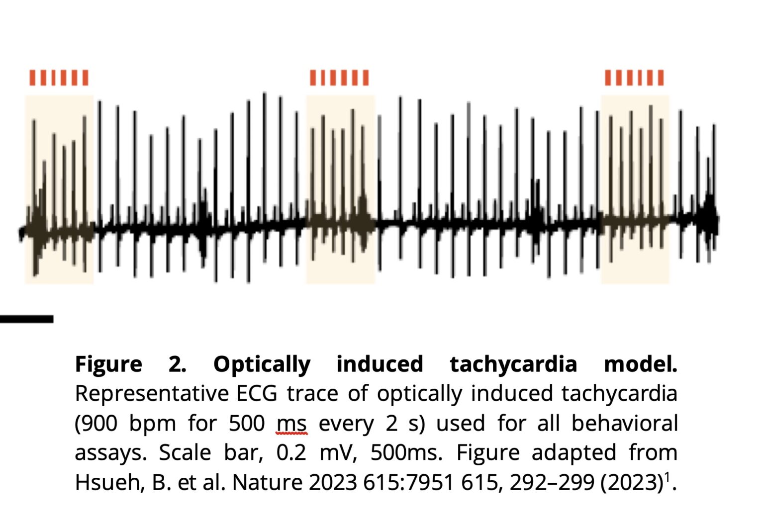 Cardiogenic Control of Affective Behavioural State