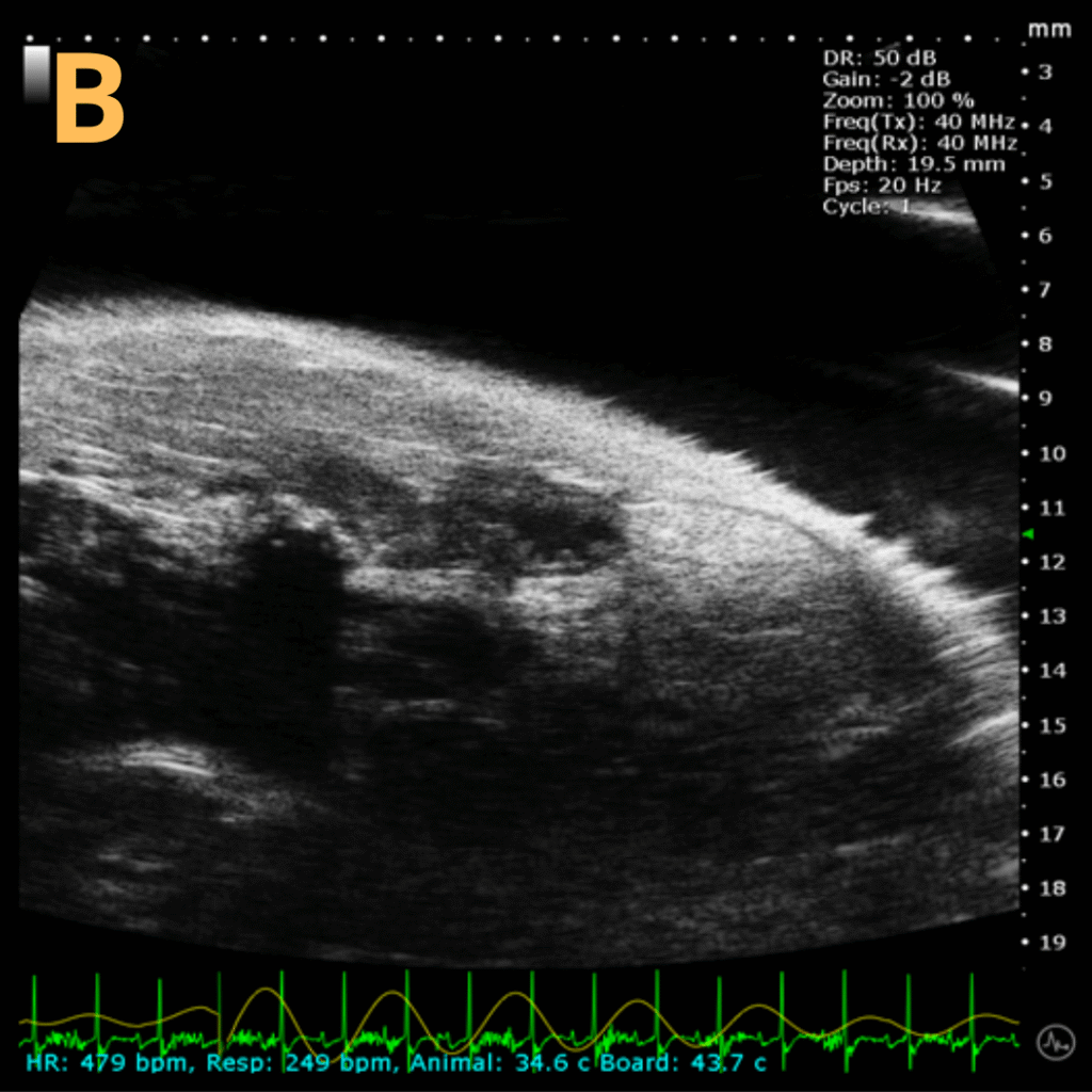 High Frequency Ultrasound | Animal Ultrasound | Preclinical