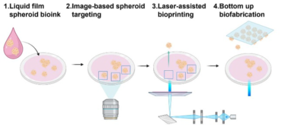 Bioprinting 3D Multi-cellular Cartilage Spheroids Using Laser-Assisted ...